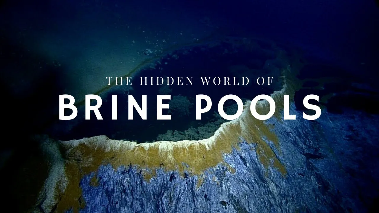 The Secret Life of Brine Pools - ClassX
