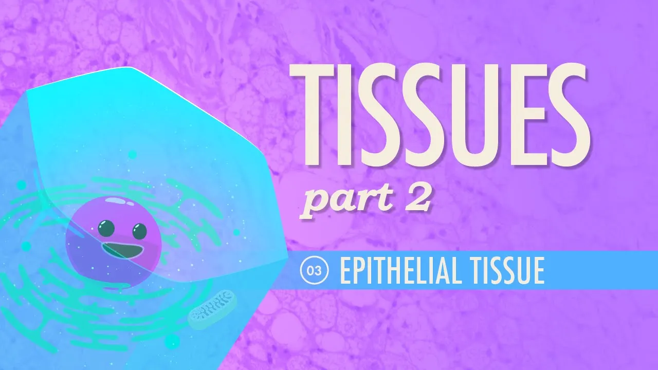 Tissues, Part 2 - Epithelial Tissue: Anatomy & Physiology #3 - ClassX