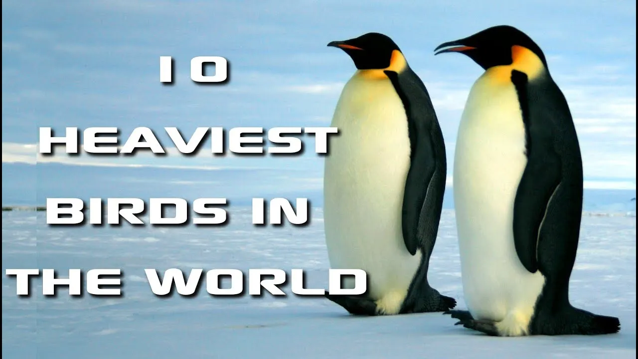 Top 10 Heaviest Birds in the World: World's Biggest Birds! Creature ...