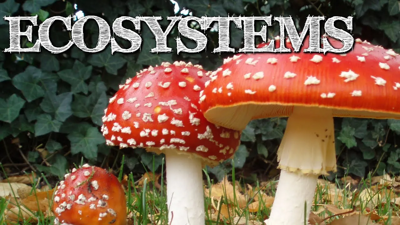 Understanding Ecosystems for Kids: Producers, Consumers, Decomposers ...