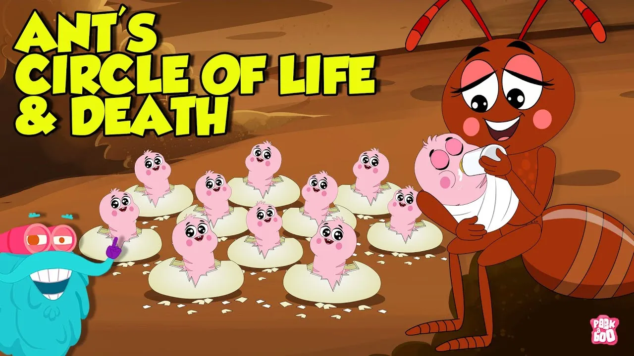 What is an Ant Mill? | The Life and Death Cycle of An Ant | Learn all ...