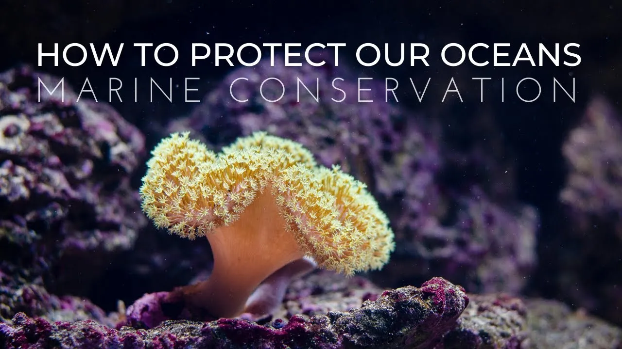 What is Marine Conservation? | How to Protect Our Oceans - ClassX