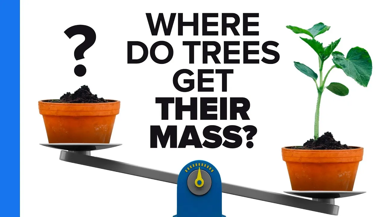 Where Do Trees Get Their Mass? - ClassX