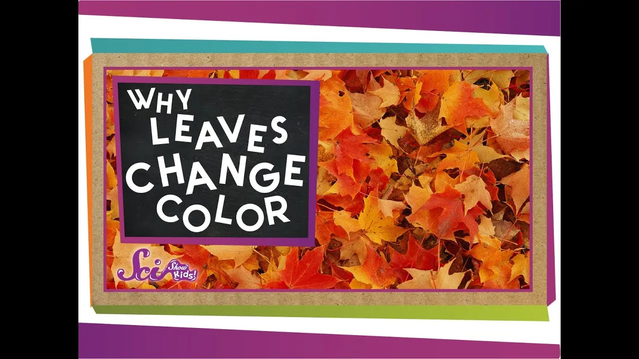 Why Do Leaves Change Colors in the Fall? - ClassX