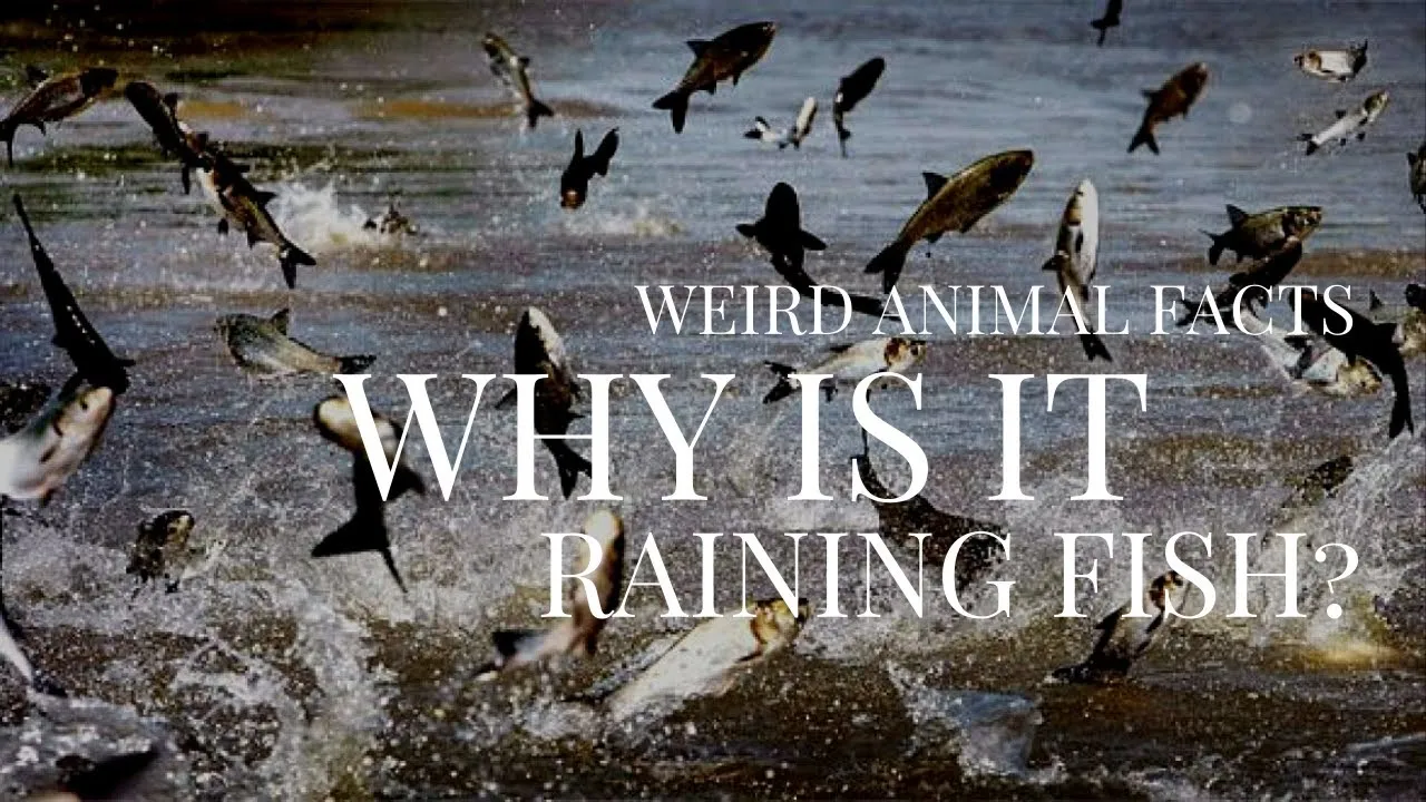 Why is it Raining Fish? | Weird Animal Facts #2 - ClassX