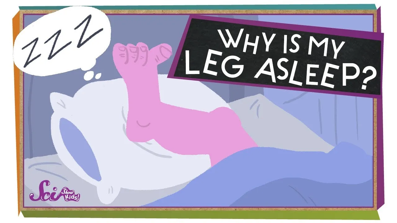 Why Is My Leg Asleep? - ClassX