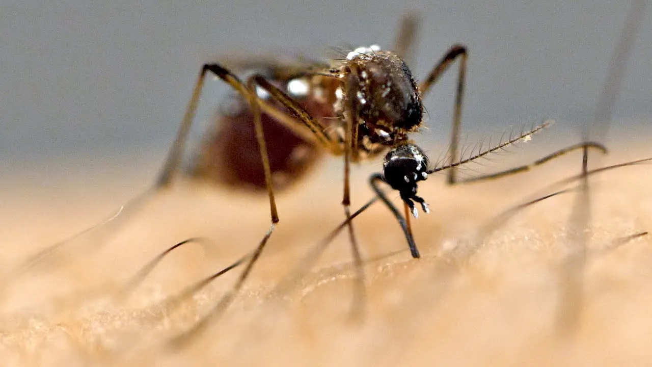 Why Mosquitoes Bite Some People More Than Others - ClassX