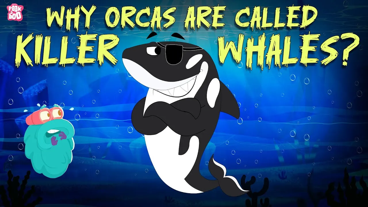 Why Orcas Are Called Killer Whales? | How Mighty Orcas Hunt There Prey ...