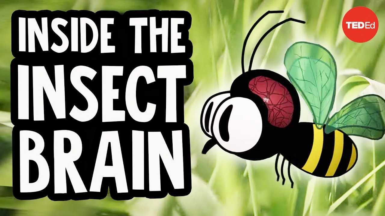 Why the insect brain is so incredible - Anna Stöckl - ClassX
