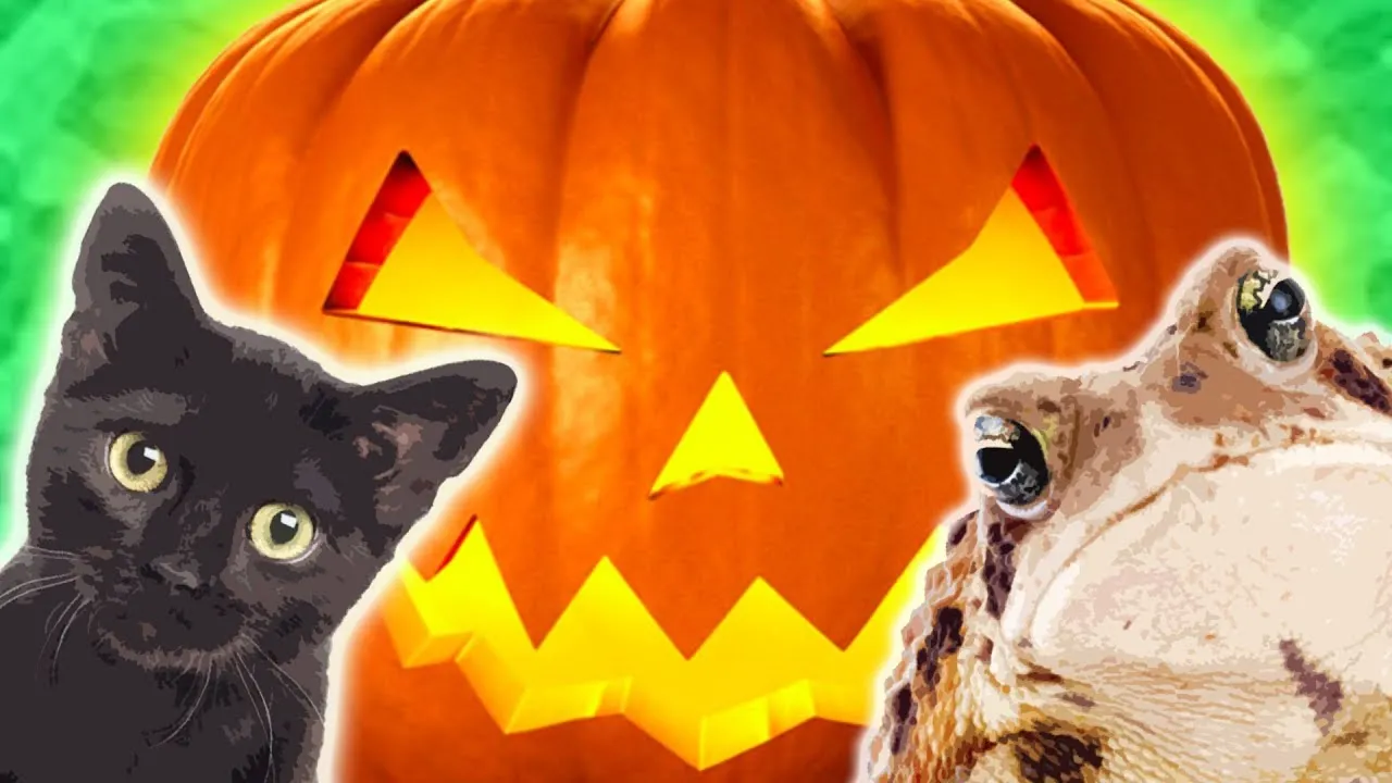 8 Halloween Animals | Animals for Kids | Wild Animals - ClassX