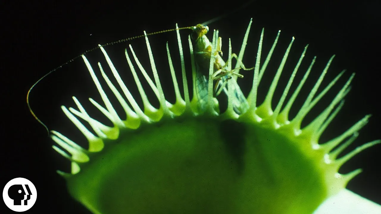 A Venus Flytrap Works Just Like Your Brain - ClassX
