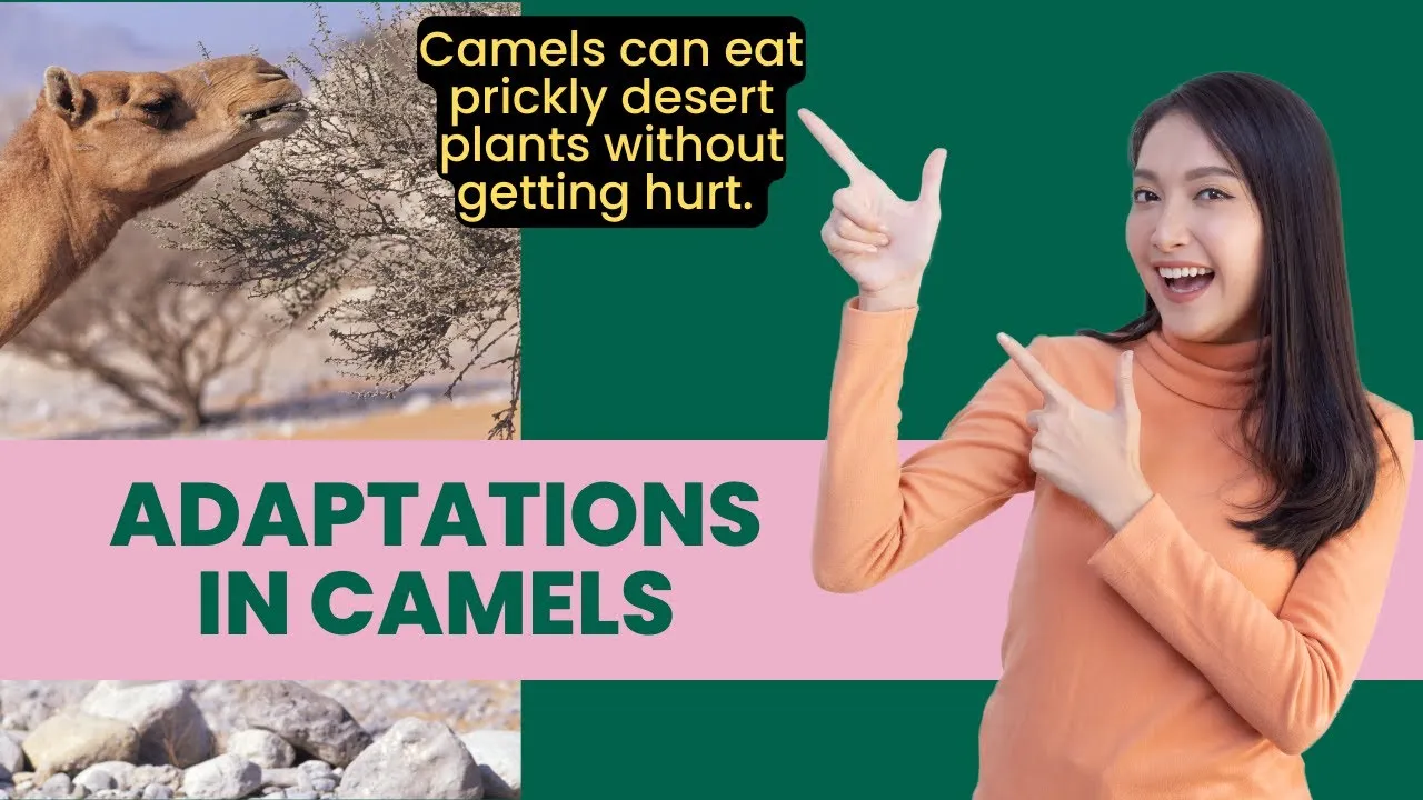 Adaptations in Camels | How Camels Survive in Deserts - ClassX