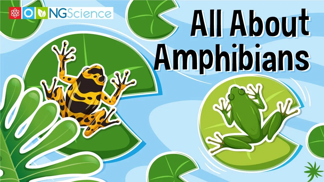 All About Amphibians - ClassX