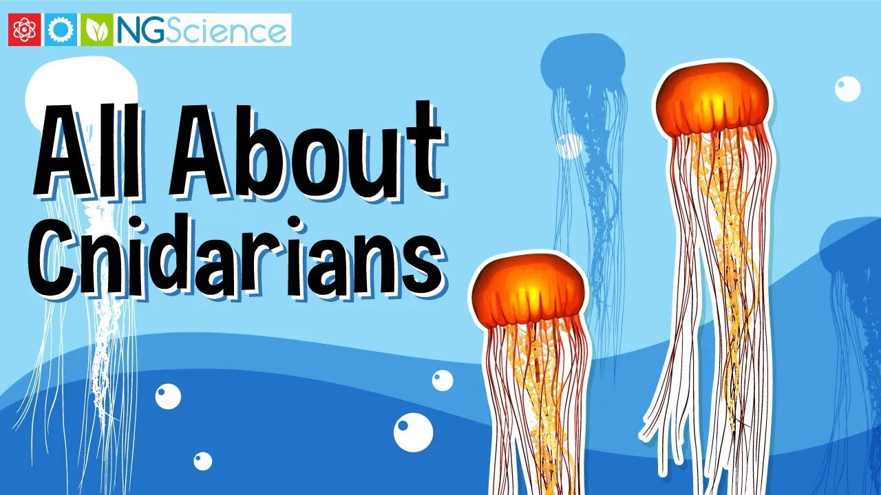 All About Cnidarians - ClassX