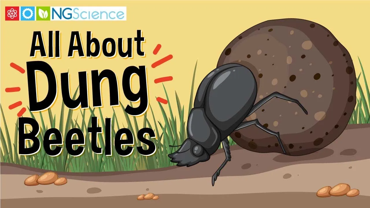 All About Dung Beetles - ClassX