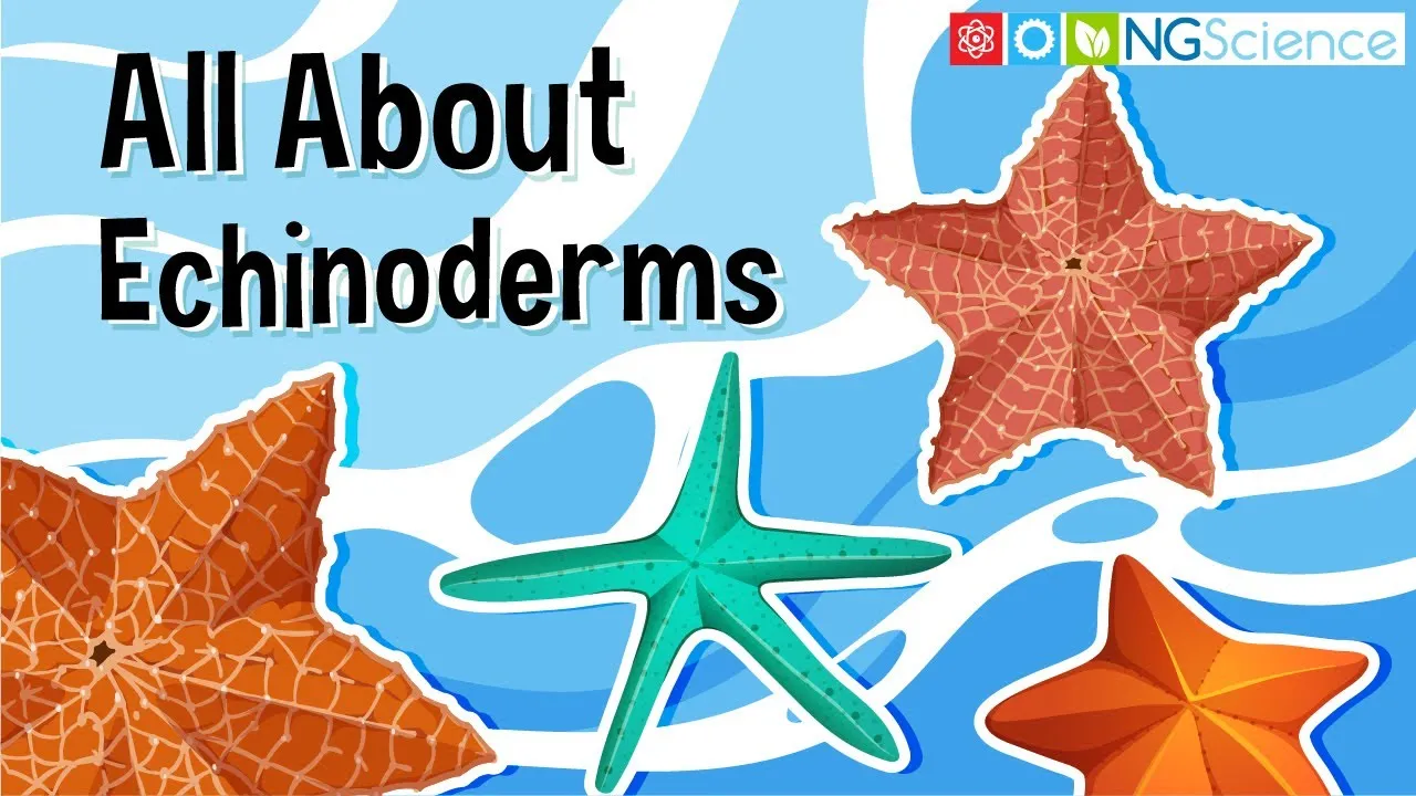 All About Echinoderms - ClassX