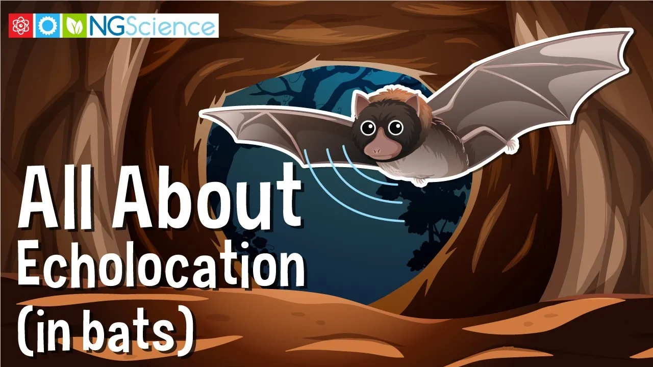 All About Echolocation (in bats) - ClassX
