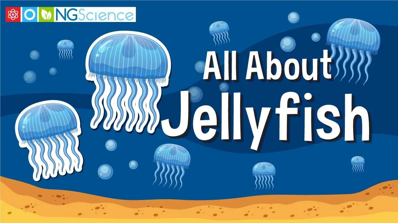 All About Jellyfish - ClassX