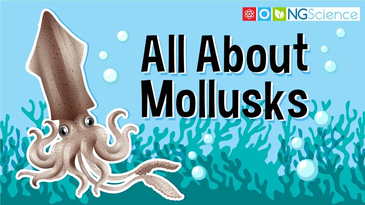 All About Mollusks - ClassX