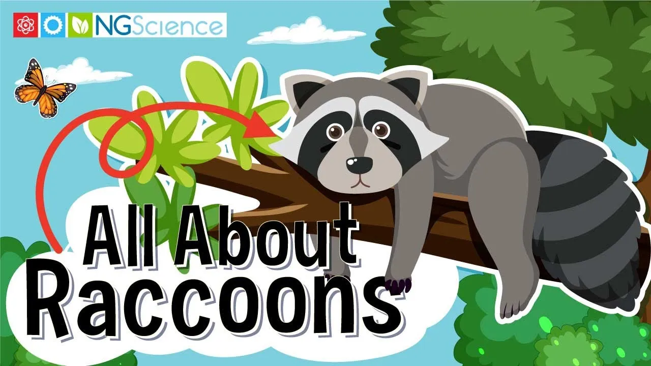 All About Raccoons - ClassX