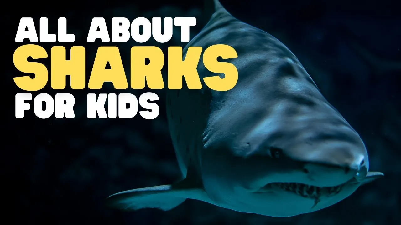 All About Sharks for Kids | What is a shark? Shark facts for kids - ClassX