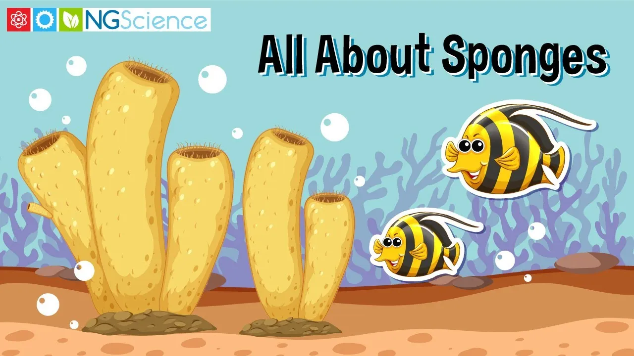 All About Sponges - ClassX