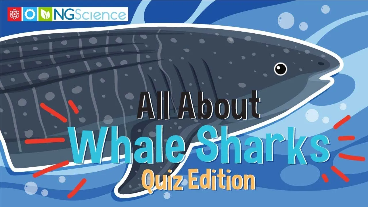 All About Whale Sharks – Quiz Edition - ClassX