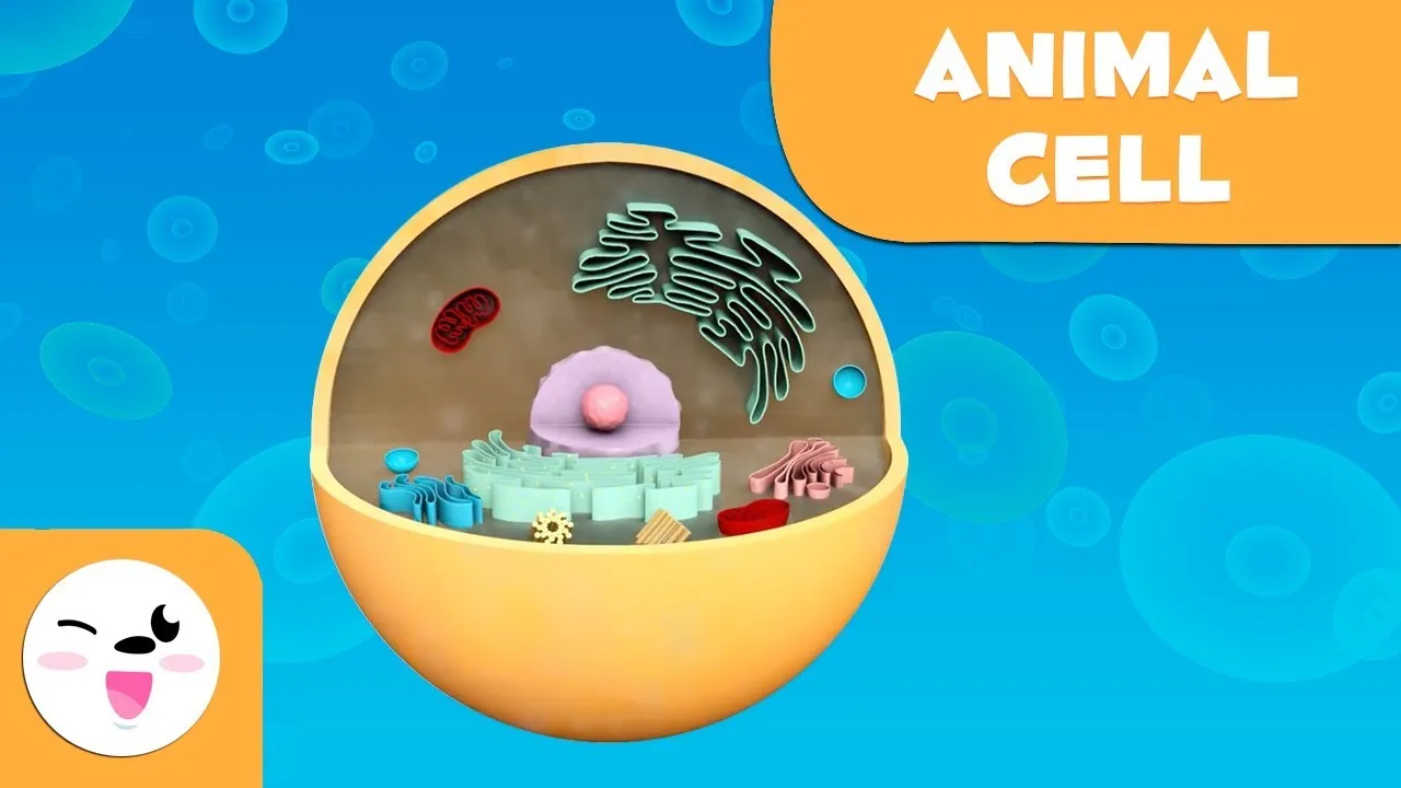 Animal cell and animal cell parts - Natural Science- Educational video ...