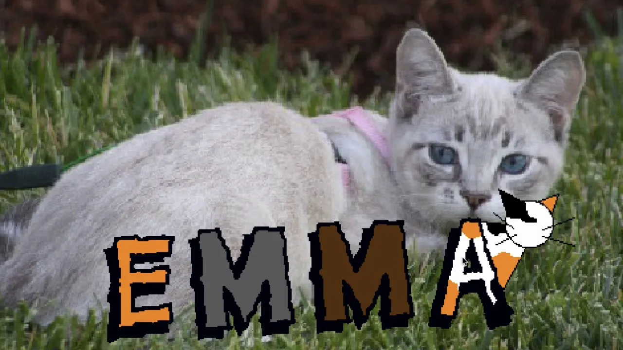 Animate Your Name with Scratch - ClassX