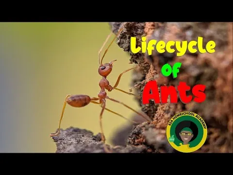 Ant Life Cycle: All about Ants - ClassX