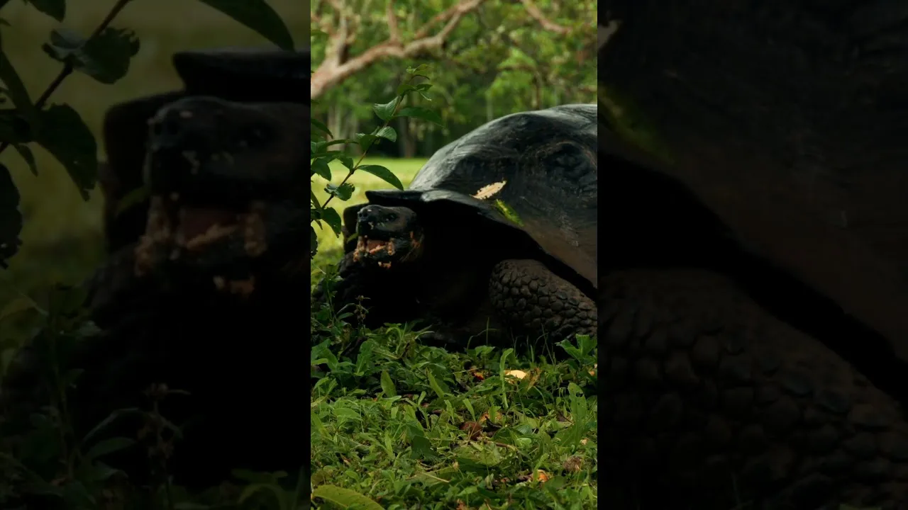 Are Turtles Really That Slow? ???? - ClassX