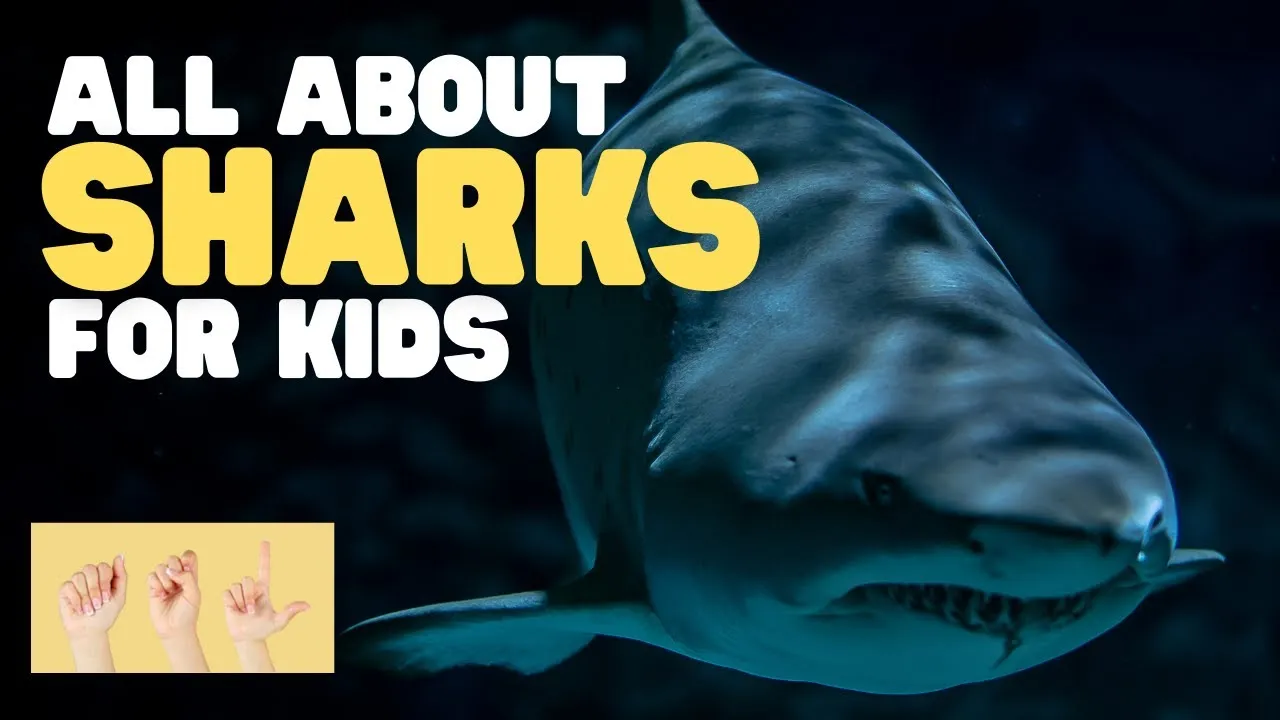ASL All about Sharks for Kids - ClassX