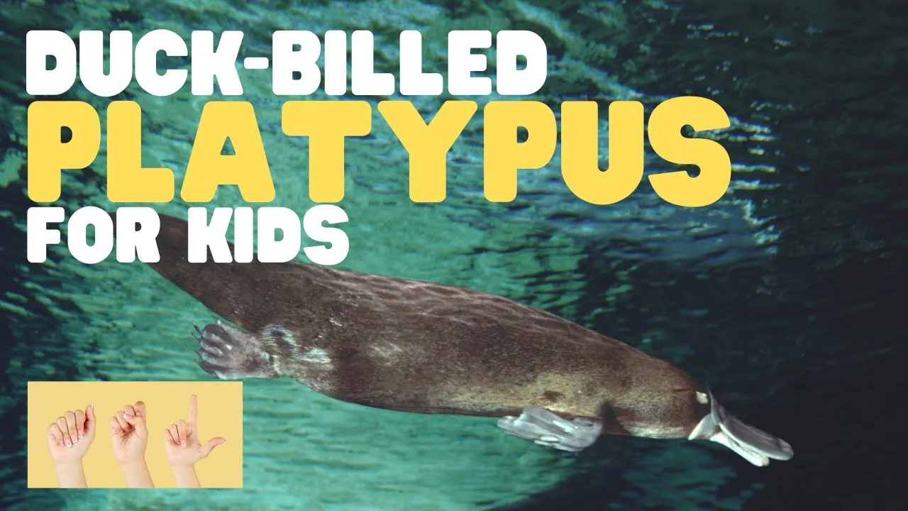 ASL Duck-Billed Platypus for Kids - ClassX