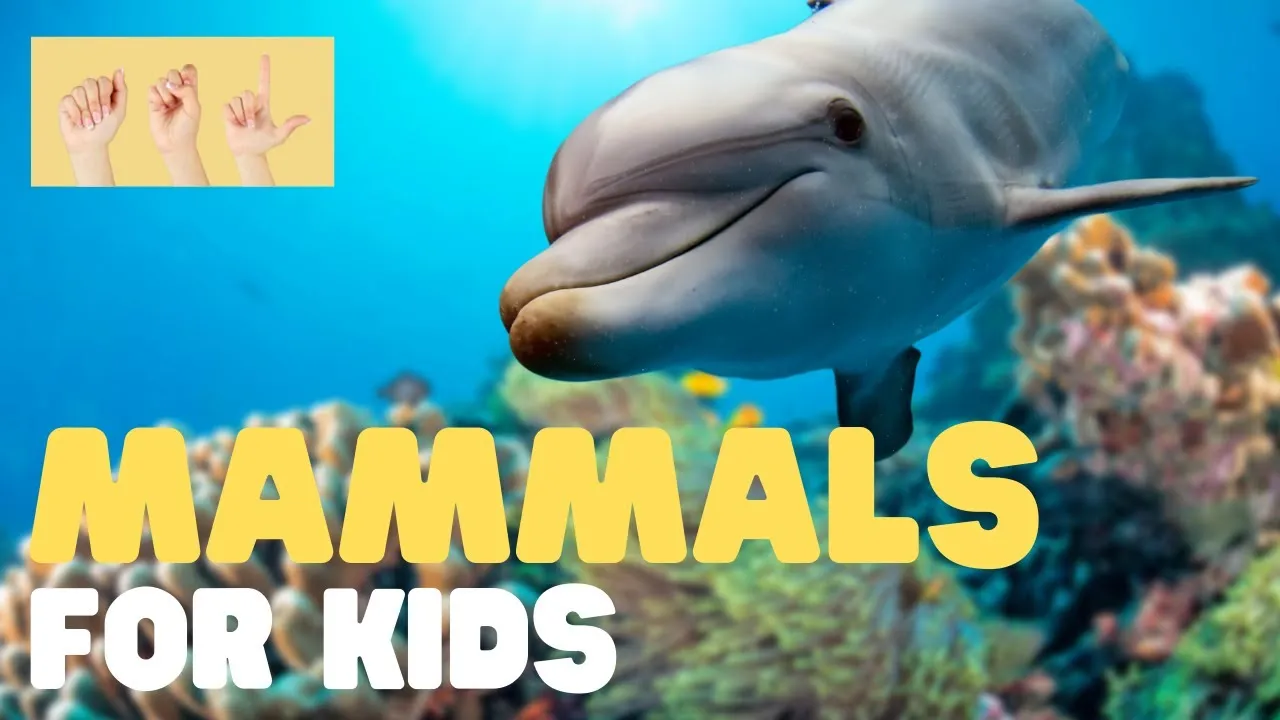 ASL Mammals for Kids - ClassX