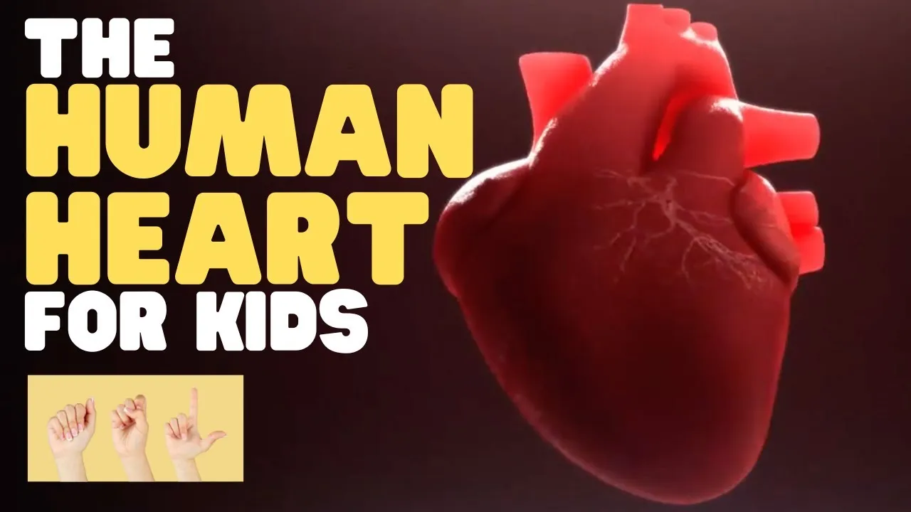 ASL The Human Heart for Kids - ClassX