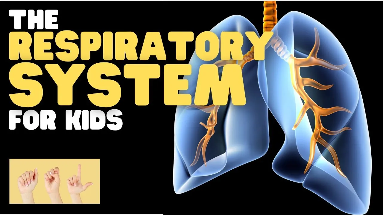 ASL The Respiratory System for Kids - ClassX