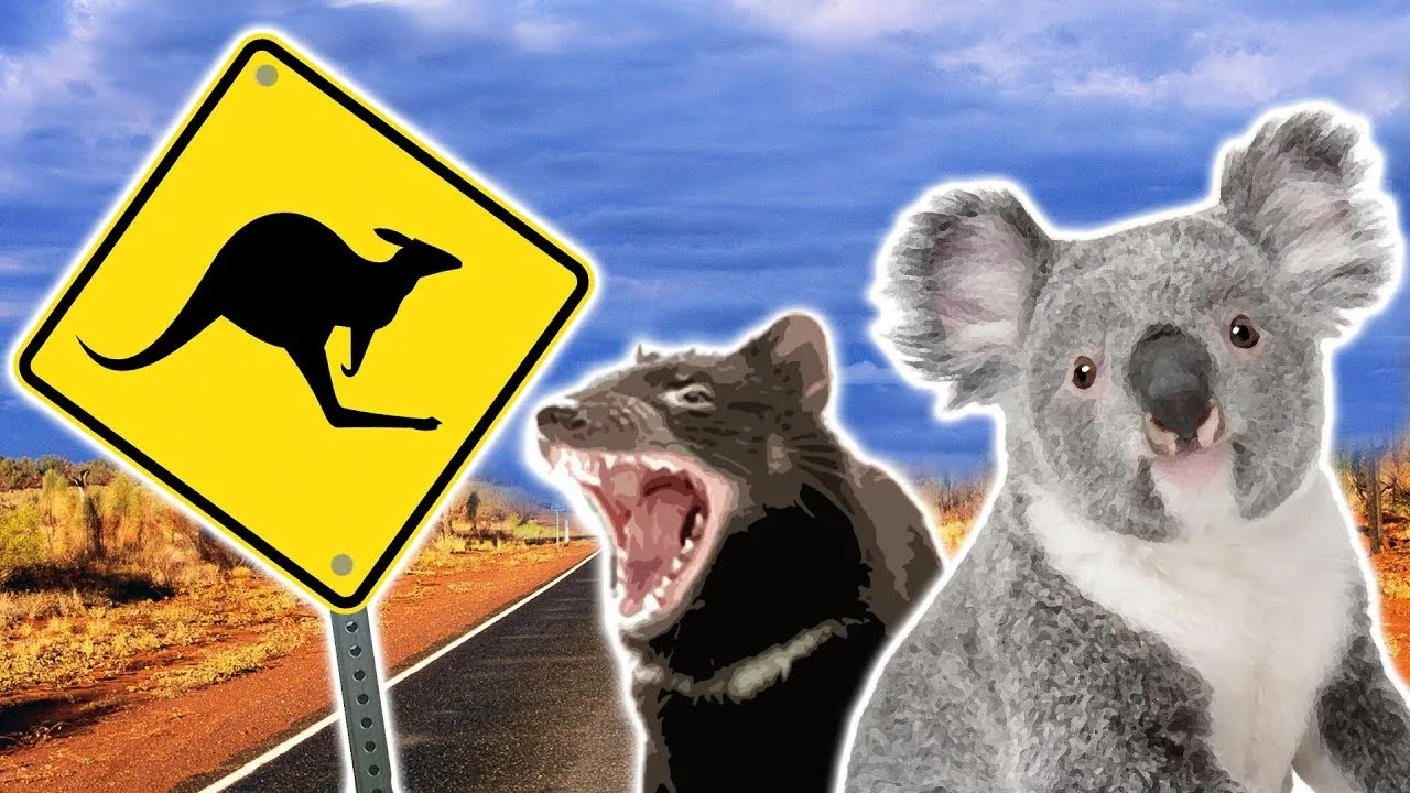 Australian Animals | Animals for Kids | Weird Wild Animals - ClassX