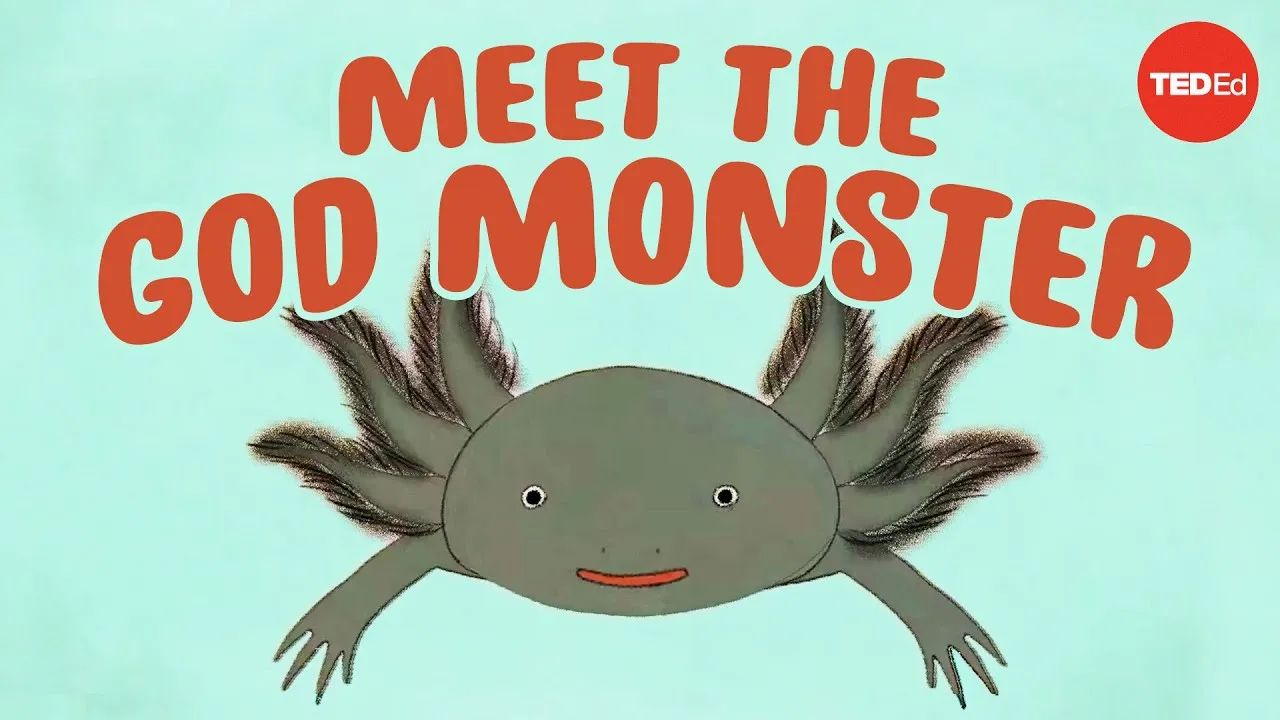 Axolotls: The salamanders that snack on each other (but don't die ...