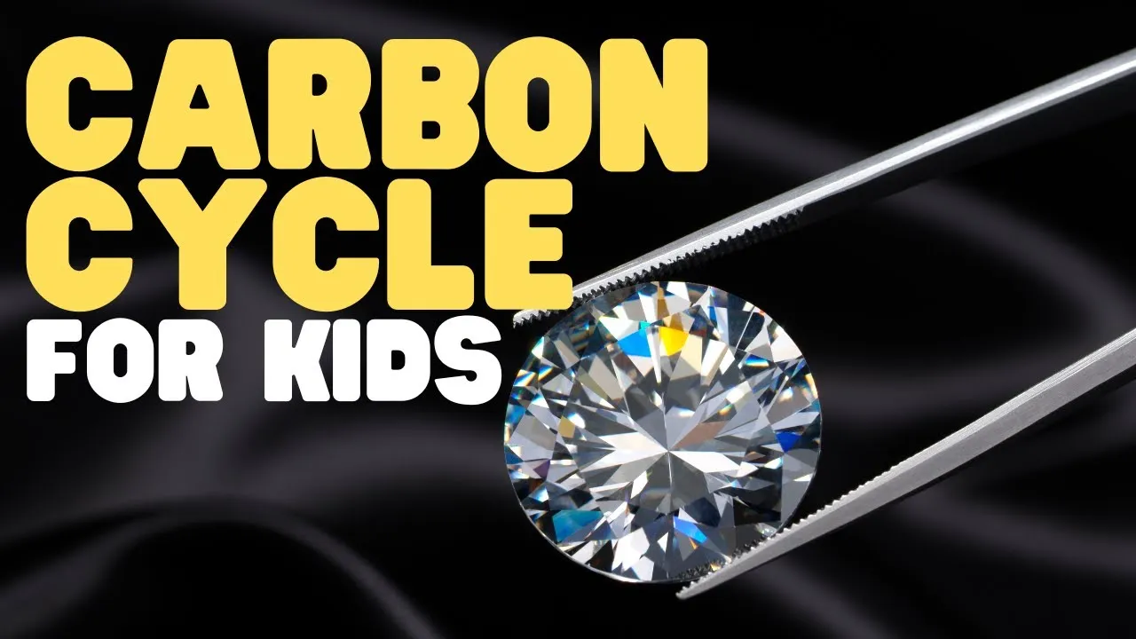 Carbon Cycle for Kids | Learn all about why carbon is vital to life on ...