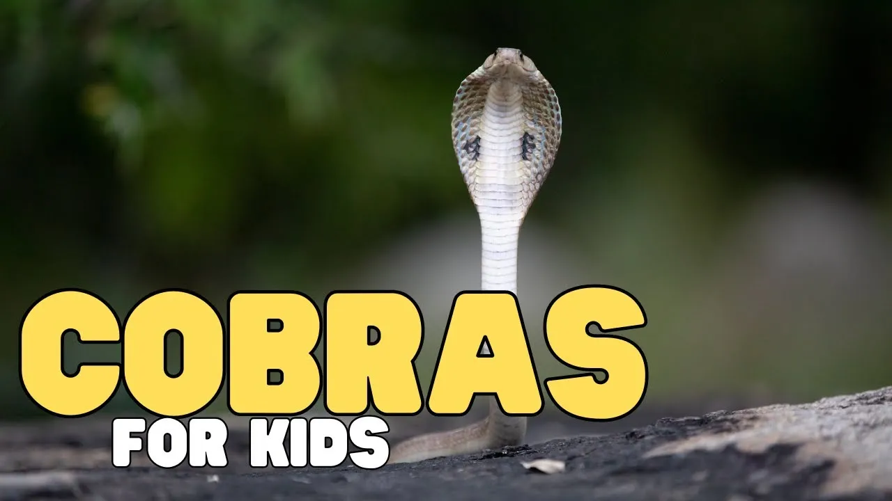 Cobras for Kids | Learn all about these fascinating reptiles! - ClassX