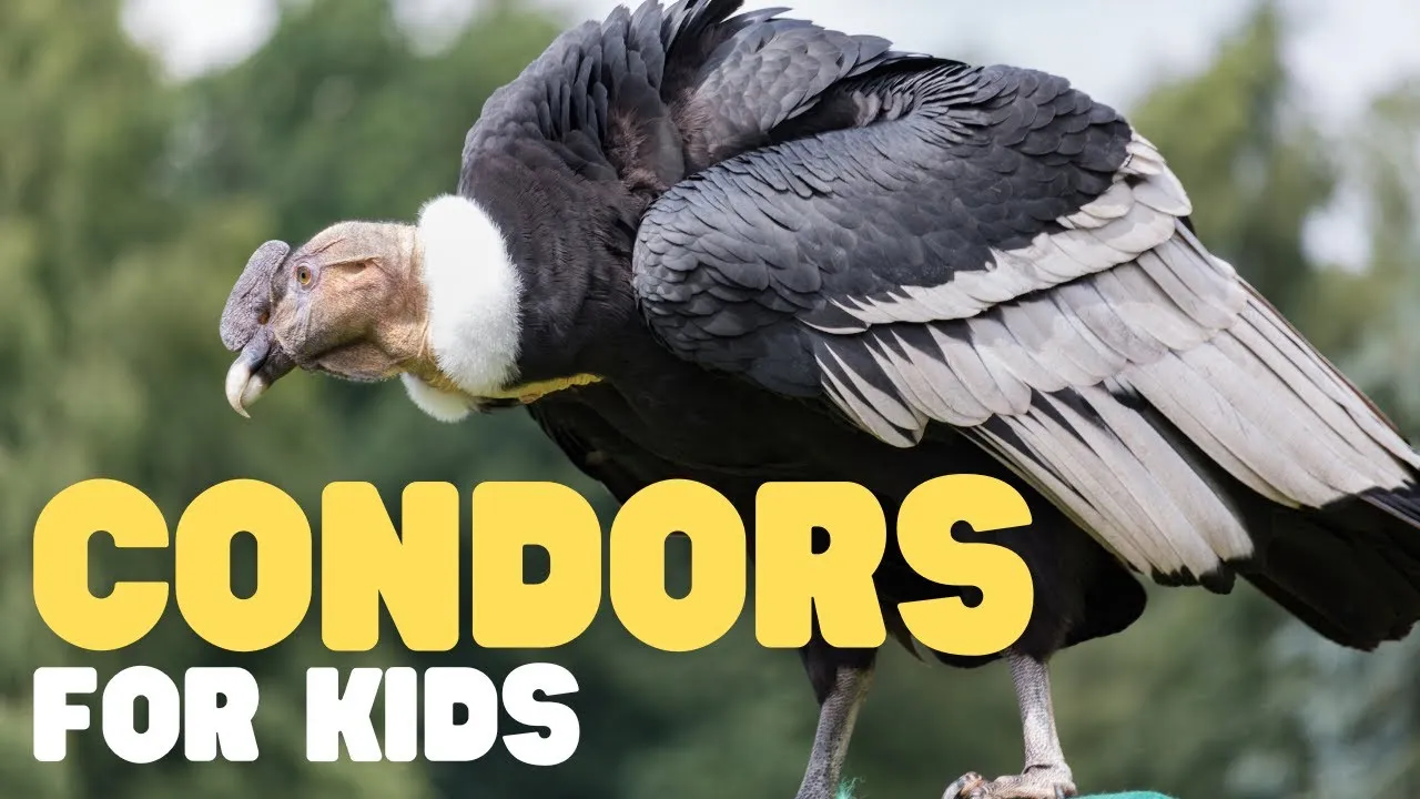 Condors for Kids | Learn cool facts about this incredible bird - ClassX
