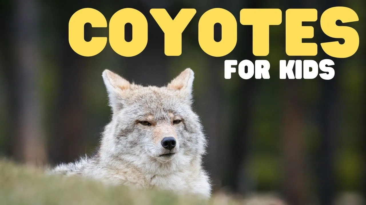 Coyotes for Kids | Learn fun facts all about coyotes - ClassX