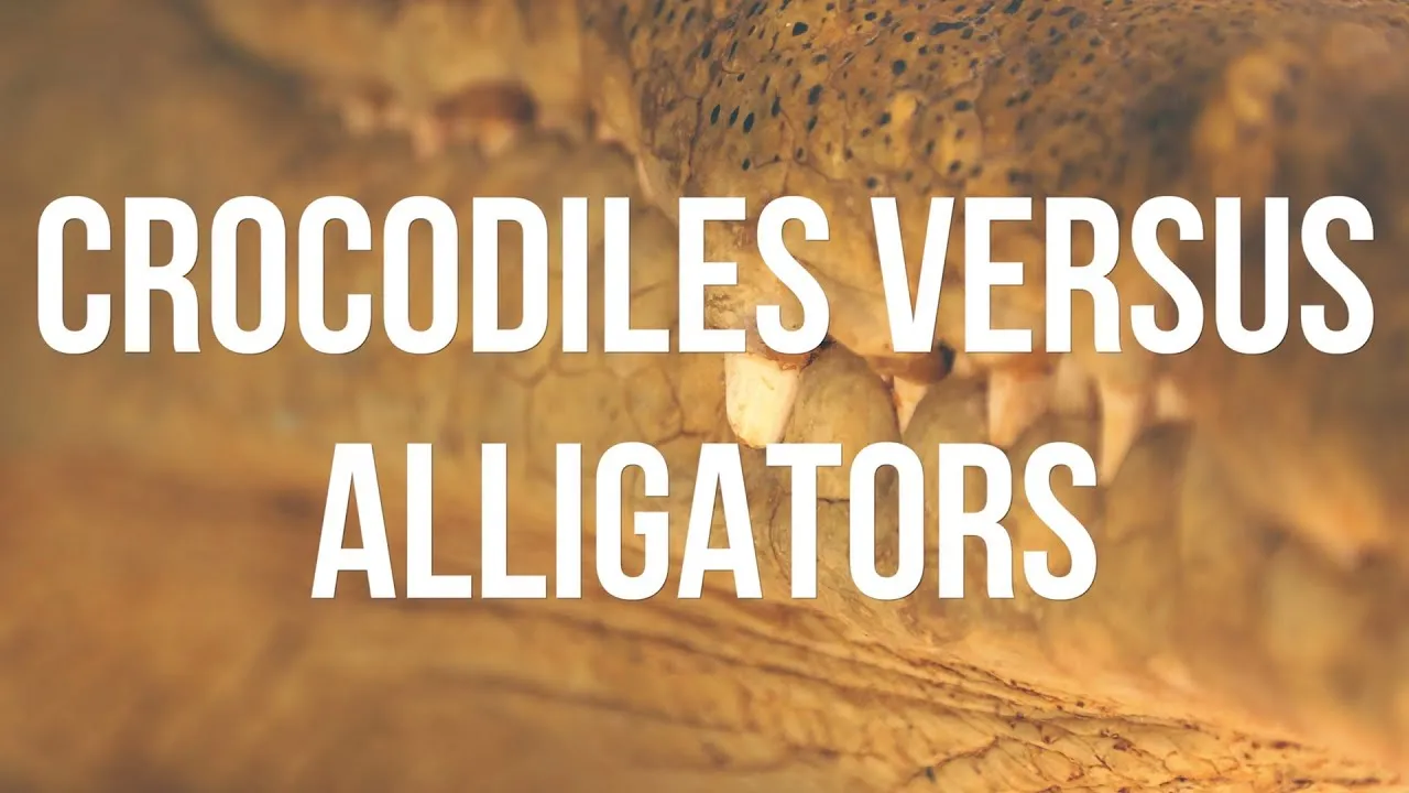 Crocodiles vs. Alligators - ClassX