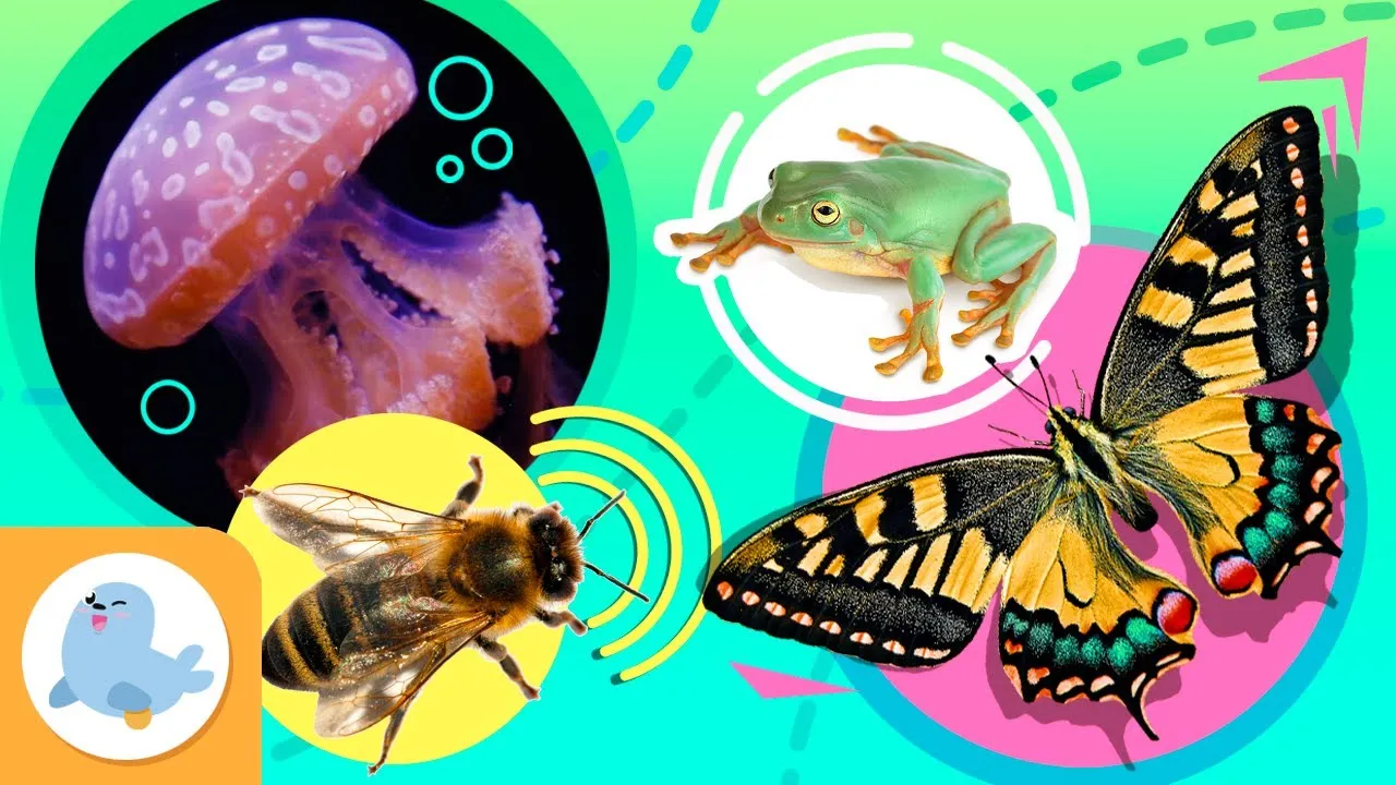 CURIOUS ANIMALS for Kids ???????? Bee, Butterfly, Jellyfish and Frog ...