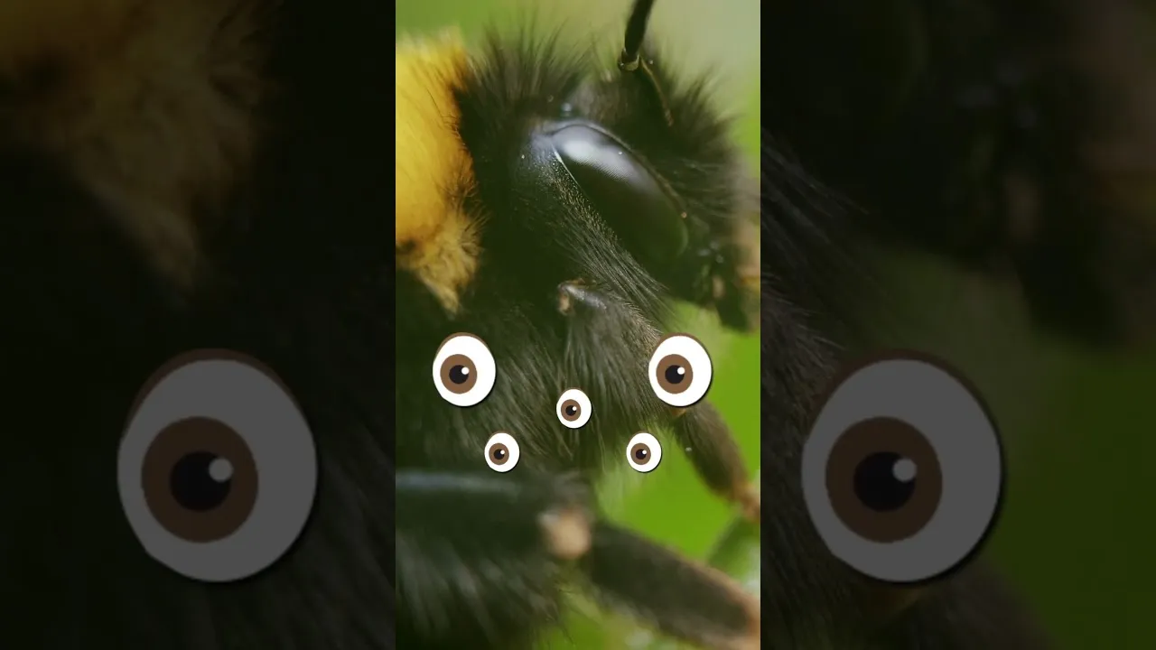 Did You Know That Bees Have 5 Eyes ????? - ClassX