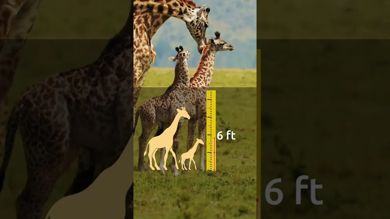 Did You Know That We Can Tell the Age of a Giraffe Just by Looking at ...
