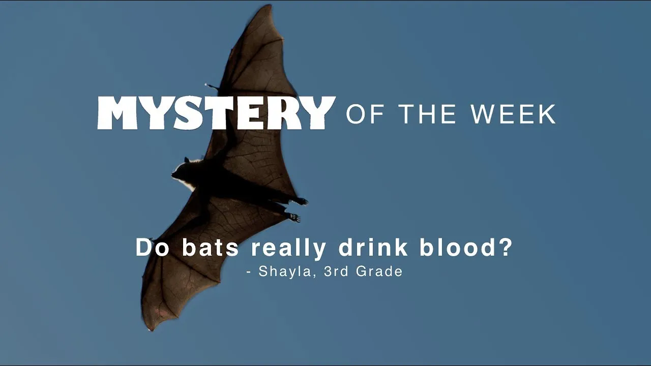 Do bats really drink blood? - ClassX