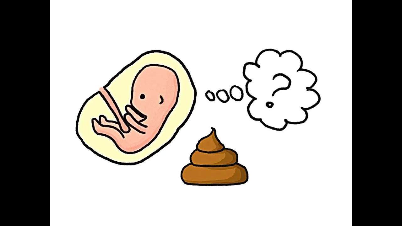 Do Fetuses Poop? - ClassX