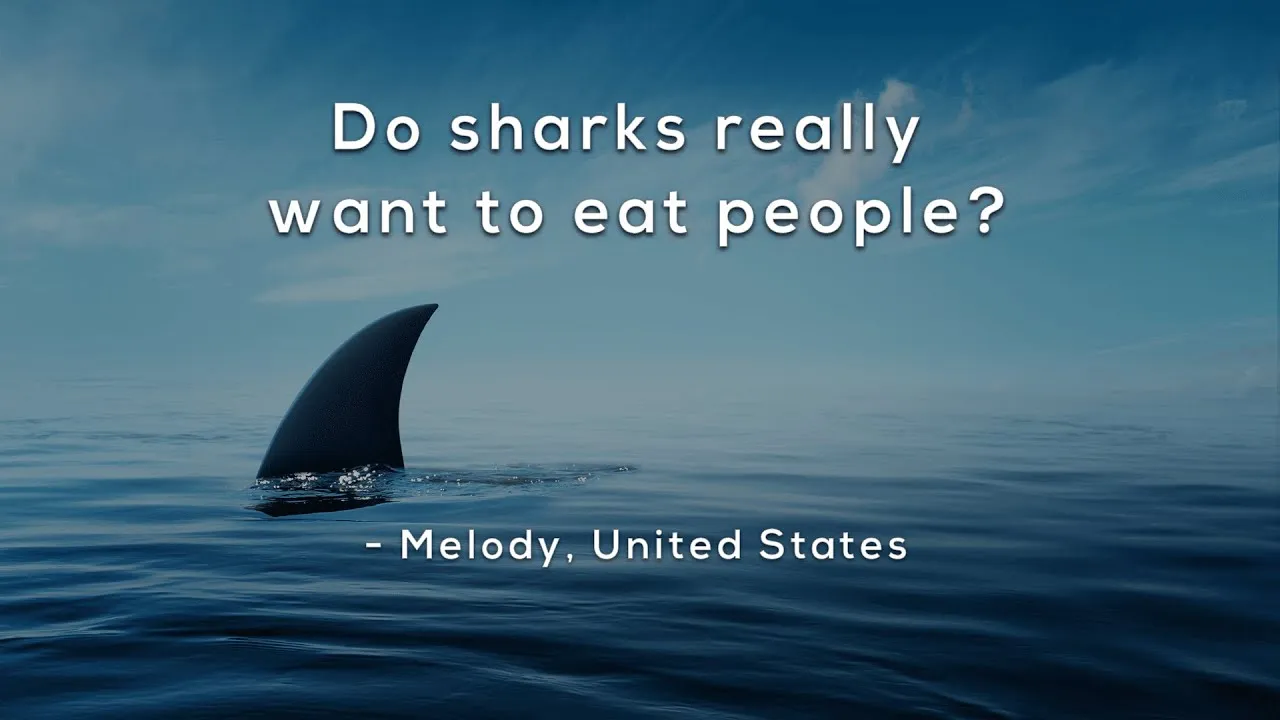 Do sharks really want to eat people? - ClassX