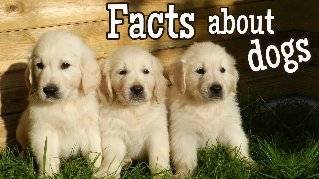 Dog Facts for Kids - ClassX